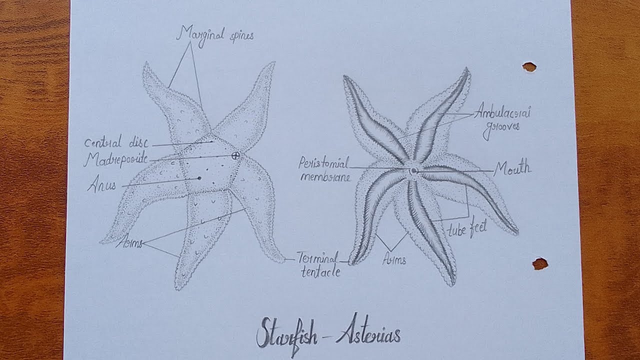 How to draw star fish - ( Asterias ) | Starfish diagram drawing tutorial | Science project |