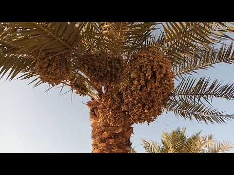 Saudi Arabian dates tree