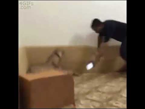 Very funny Gif