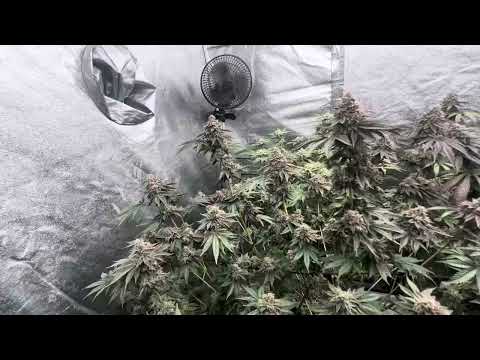 Day 60 flowering the new Humboldt seed co strains. @humboldtseedcompany
