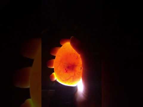 Day 7 Candling Duck Eggs