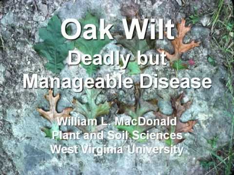 Dr. William MacDonald on Oak Wilt Disease