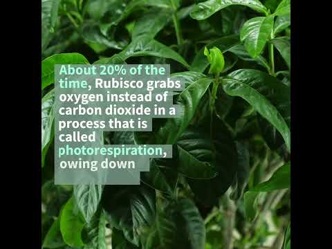 The heat is on: RIPE researchers show ability to future-proof crops for changing climate