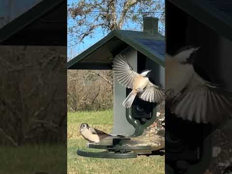 FeatherSnap "The Smart Bird Feeder" Early Morning Feeding