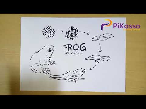 How to Draw Frog Life Cycle Stages