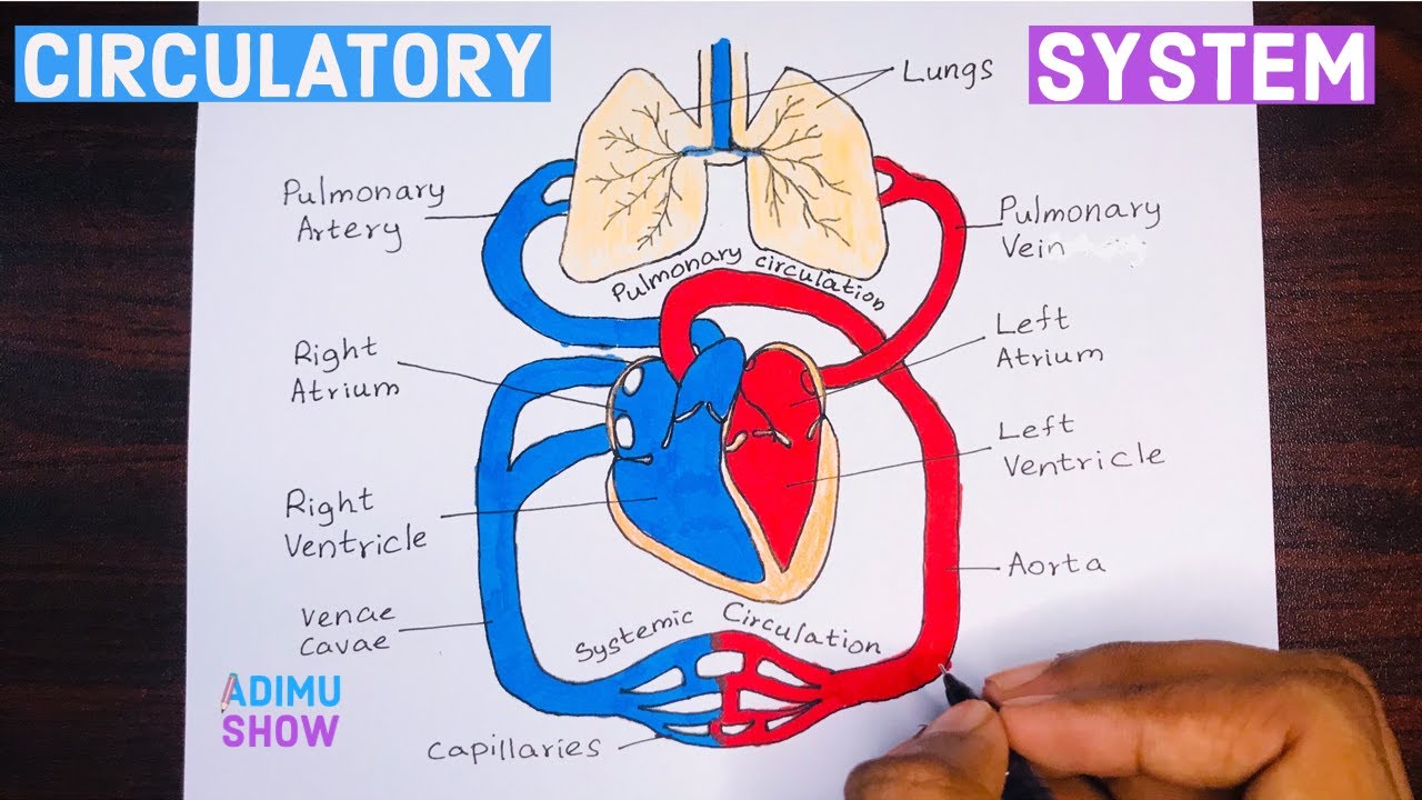 How To Draw Double circulatory System | step by step tutorial