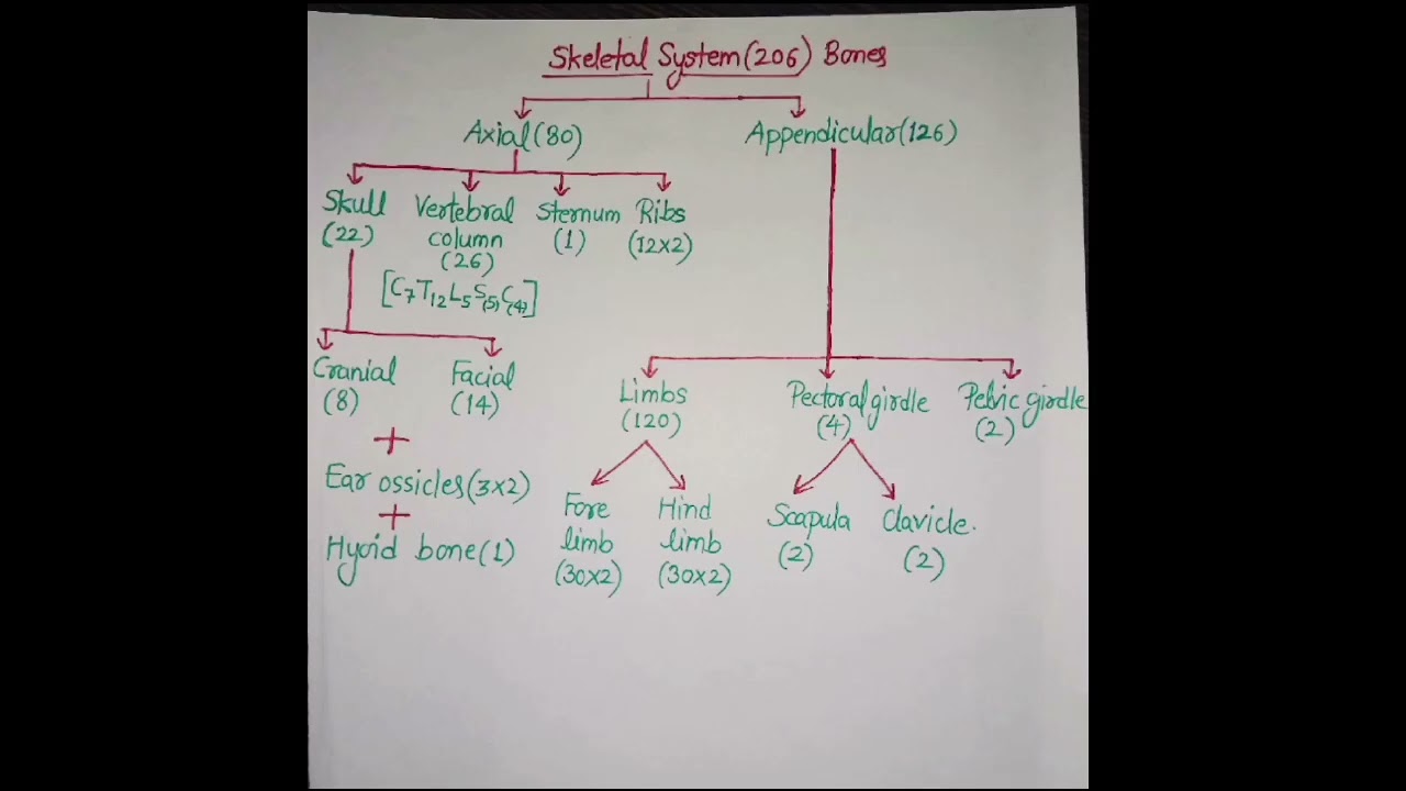 Skeletal System Class 11 || Skeletal System || Bones flow chart #shorts