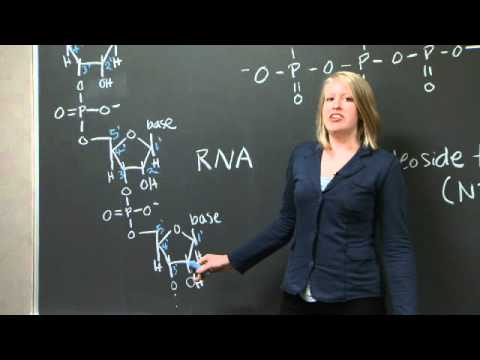 Explanation of 5' and 3', C terminus, and N terminus | MIT 7.01SC Fundamentals of Biology