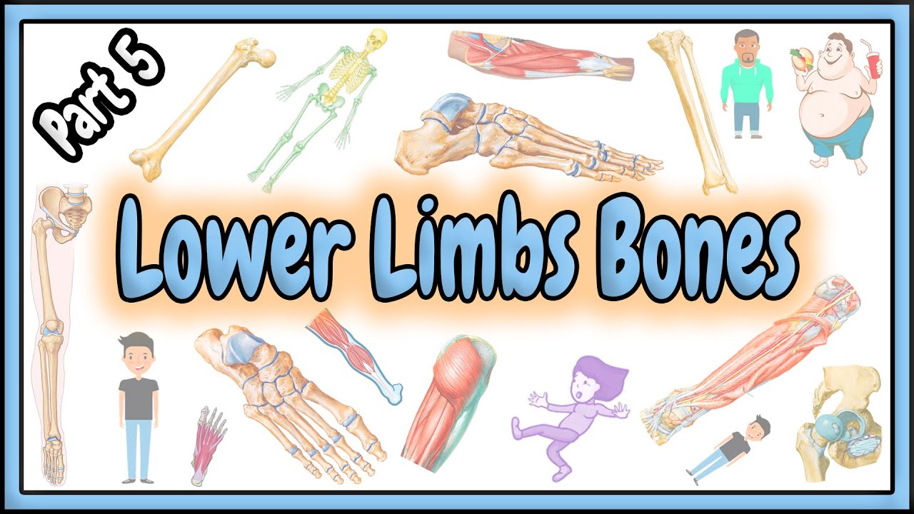 77. Lower Limb Bones || Appendicular Skeletal System