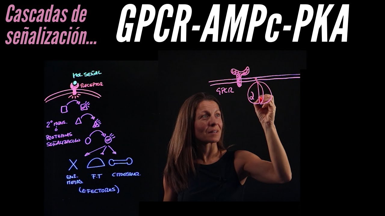 Señalización intracelular: GPCR - AMPc -PKA
