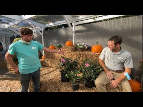 Staff Fall Favorites Week- Shishi Gashira Camellias