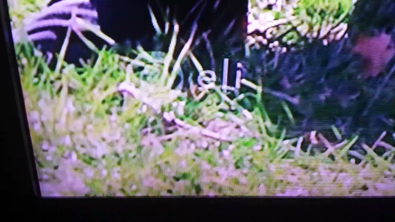 New CBS E/I screen bug 2021