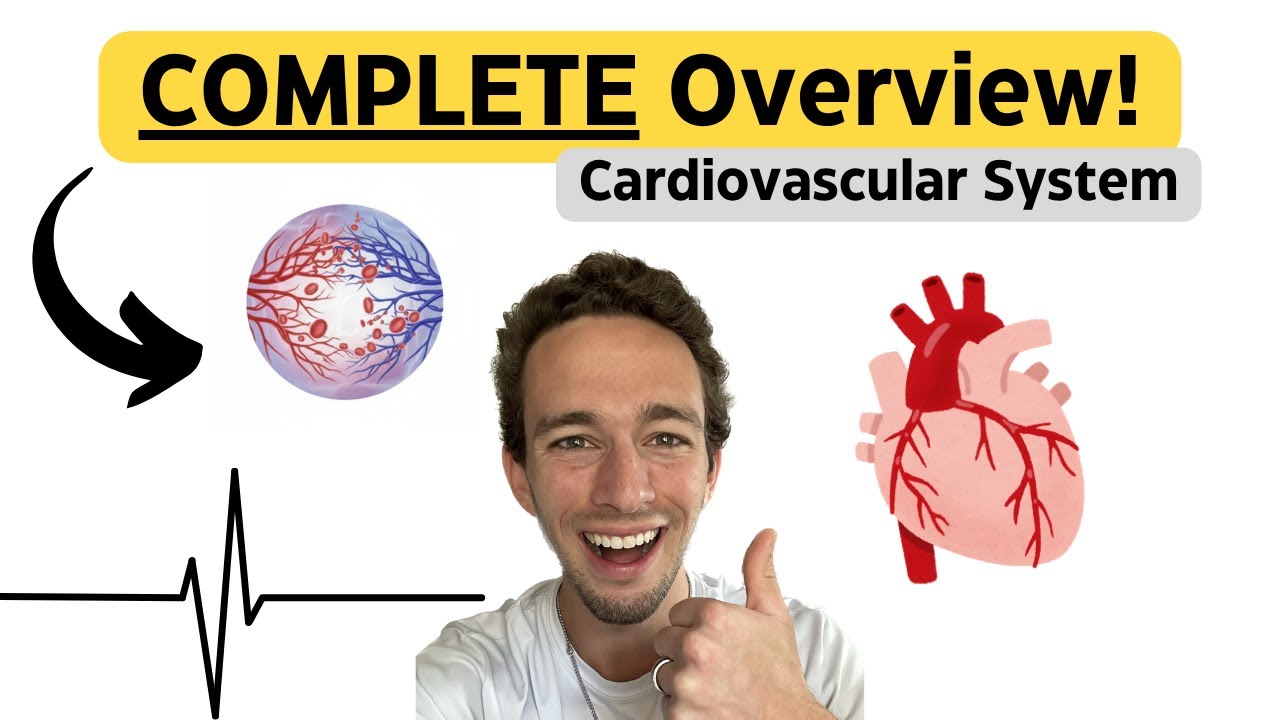 Cardiovascular System: A Comprehensive Overview!