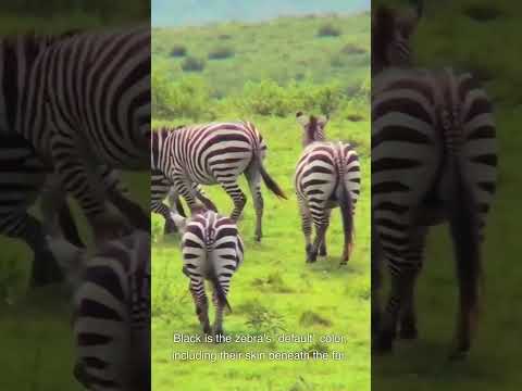Did you know this about Zebras 🦓