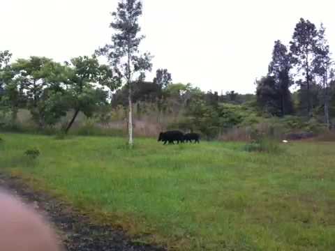 Wild pigs