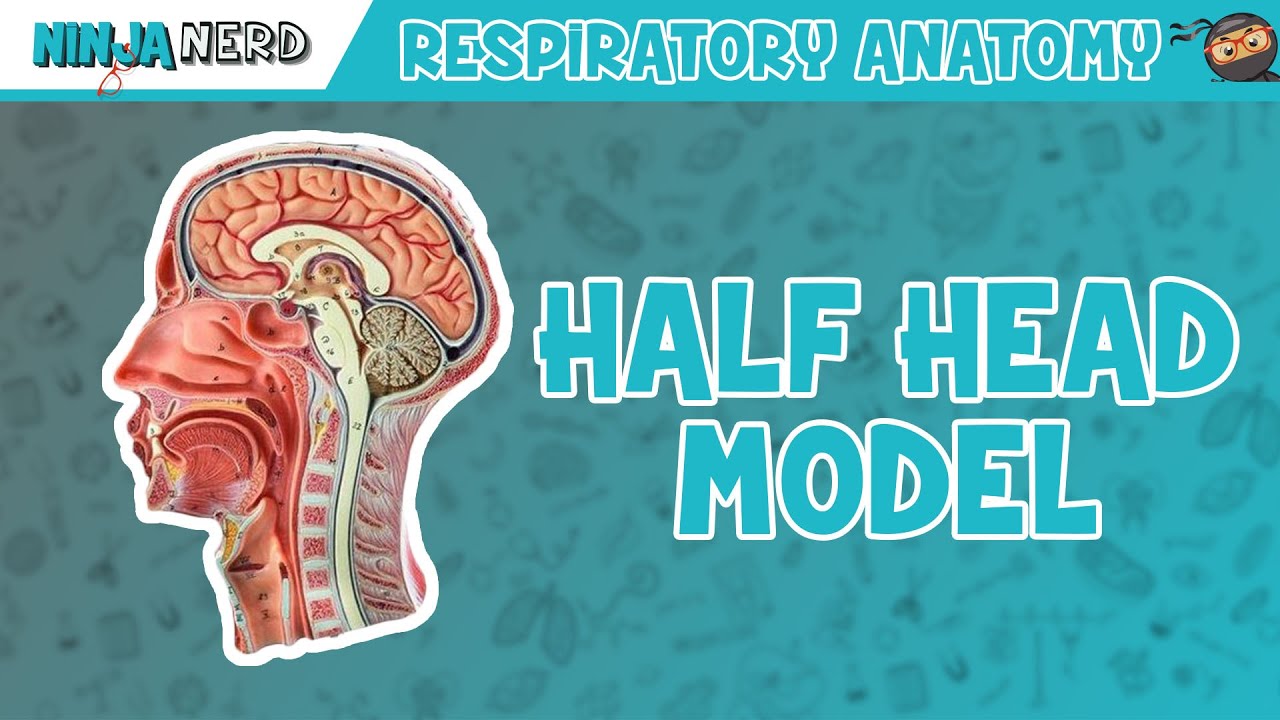 Understanding the Respiratory System: A Detailed Exploration of Half ...