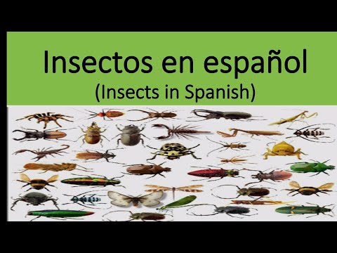 Insects name in Spanish 🇪🇦 (Nombre de los insectos en español) lessons for beginner level
