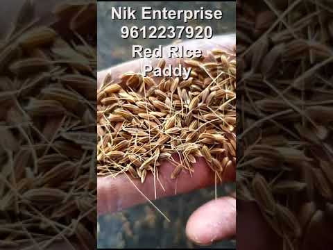 Paddy Rice - Wholesale Price & Mandi Rate for Raw Paddy in India