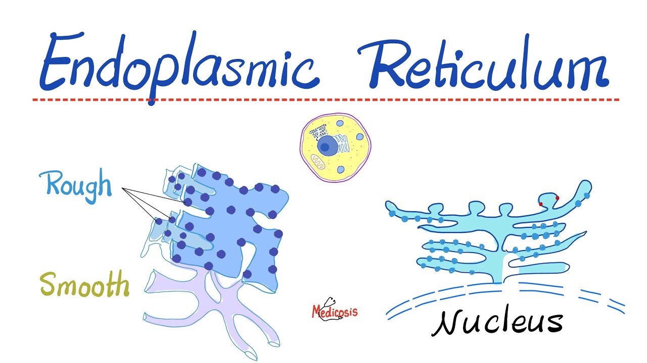 Endoplasmic Reticulum - Rough Endoplasmic Reticulum (RER), Smooth Endoplasmic Reticulum (SER)