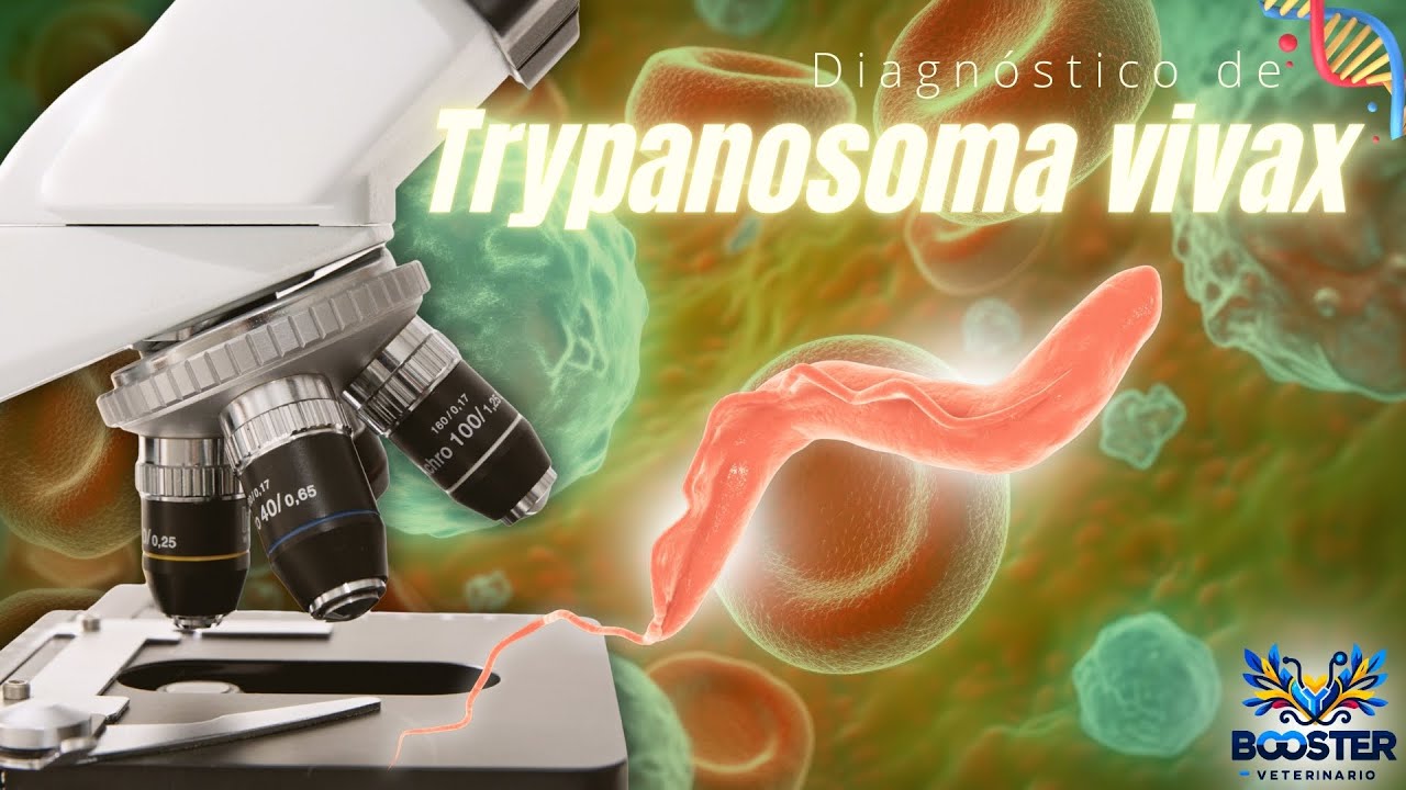 Bovine trypanosomiasis - Diagnosis of Trypanosoma vivax in ruminants