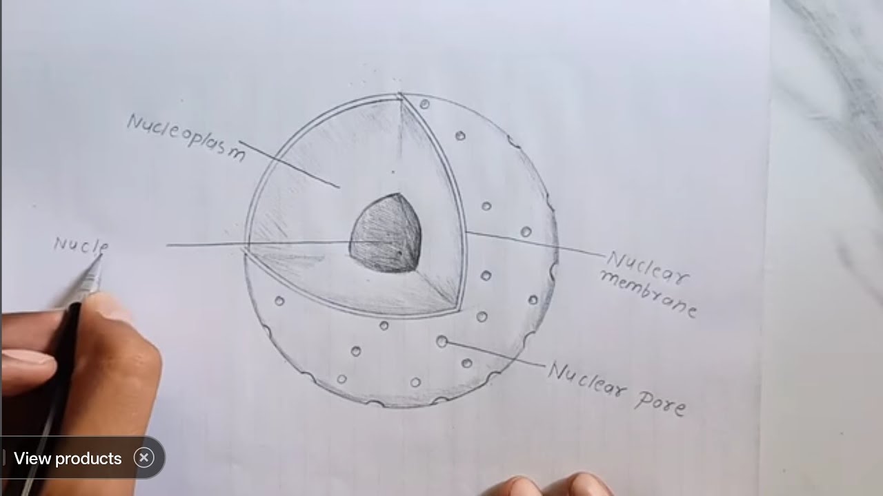 How to draw nucleus drawing/ structure of nucleus drawing easily || Amazing art's ||
