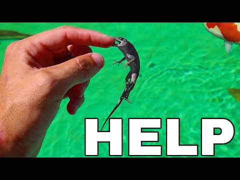 MEAN Lizard Bit Me So JAWS ATE Him!!