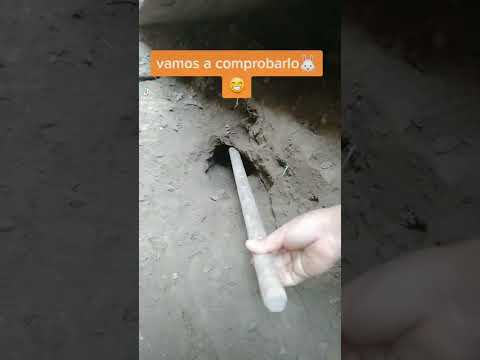 qué tan profundo es la madriguera de mis conejos? 🧐🐰
