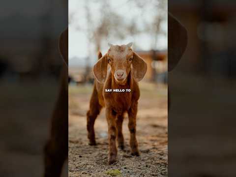 Pygmy Goat #facts #world #didyouknow #pygmygoats #cuteanimals #cuteanimal