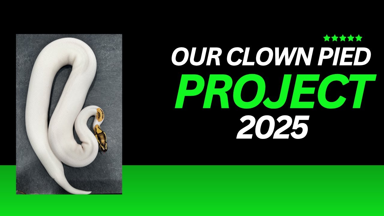 2025 Clown Pied Ball Python Project!