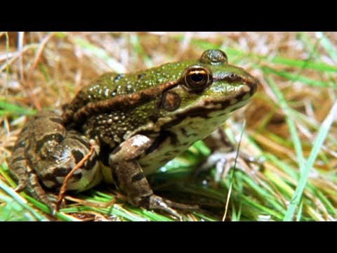 Facts About Frogs & Toads 🐸 - Secret Nature | Amphibian Documentary | Natural History Channel