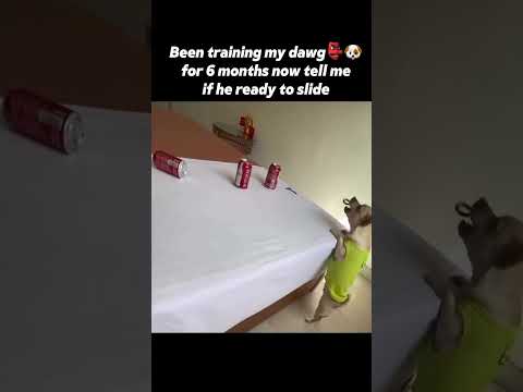 how tf do you even train a dog to do this