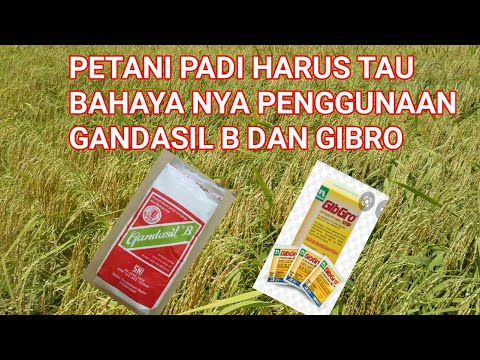 BAHAYA GIBRO DAN GANDASIL B @seputarkesehatandanpertanian