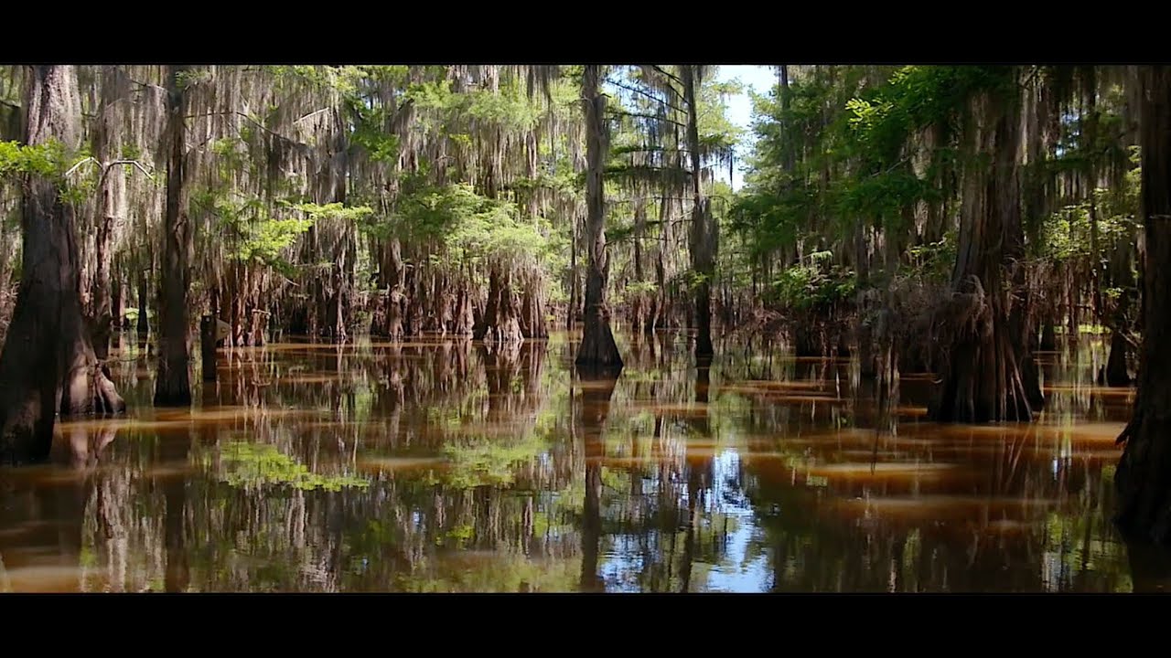A tour of Caddo lake's enchanted Cypress Forest