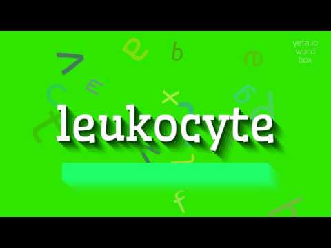 How to say "leukocyte"! (High Quality Voices)