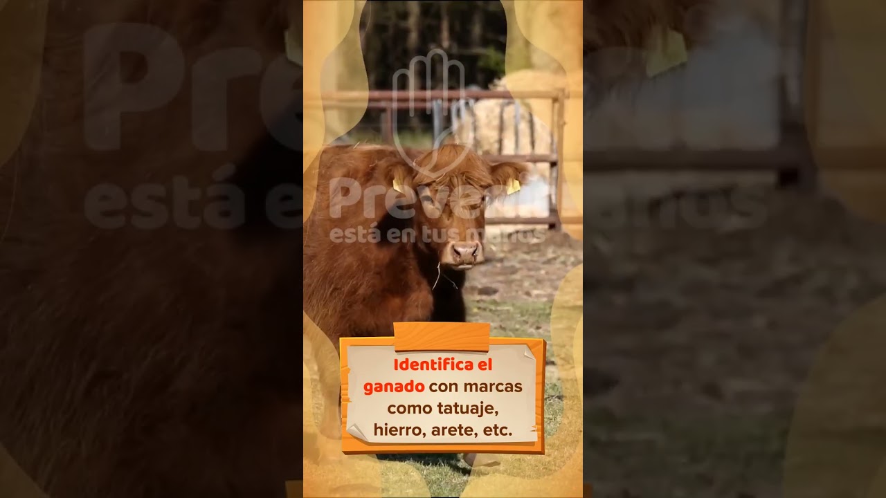Toma en cuenta estas medidas para prevenir el robo de ganado. Recuerda que #PrevenirEnTusManos✋