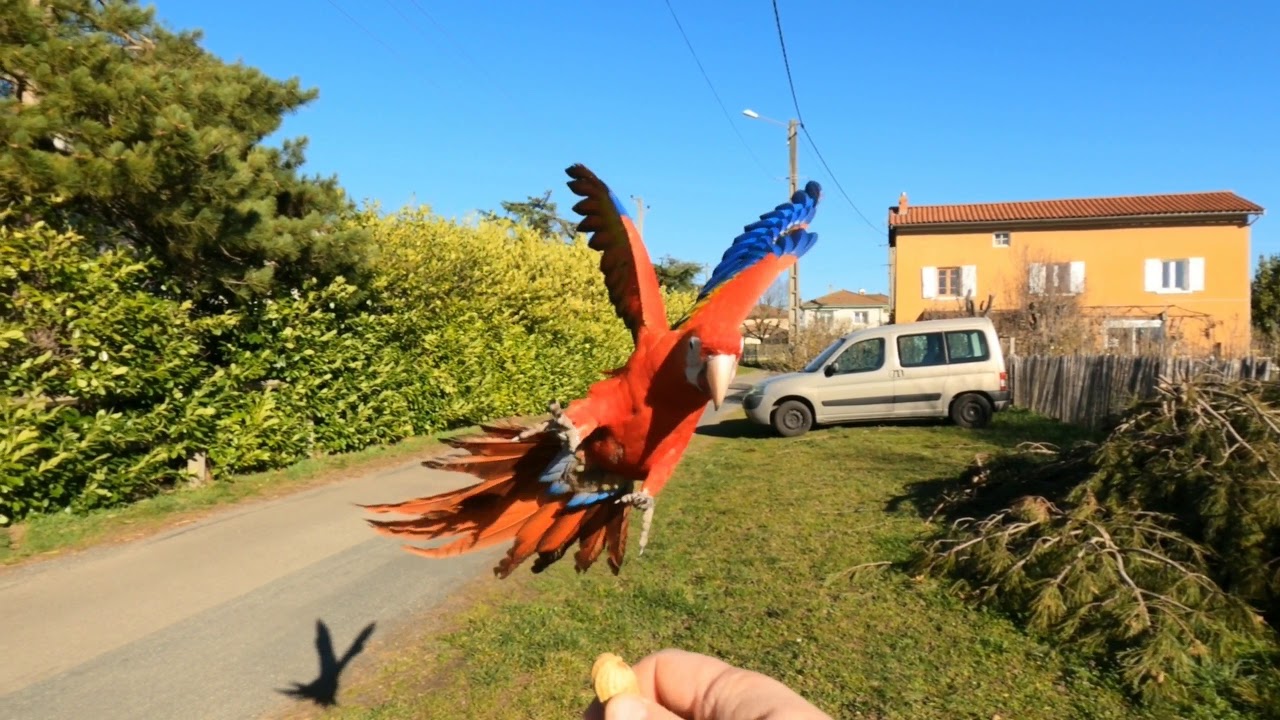 vol libre perroquets ara chloroptere et macao