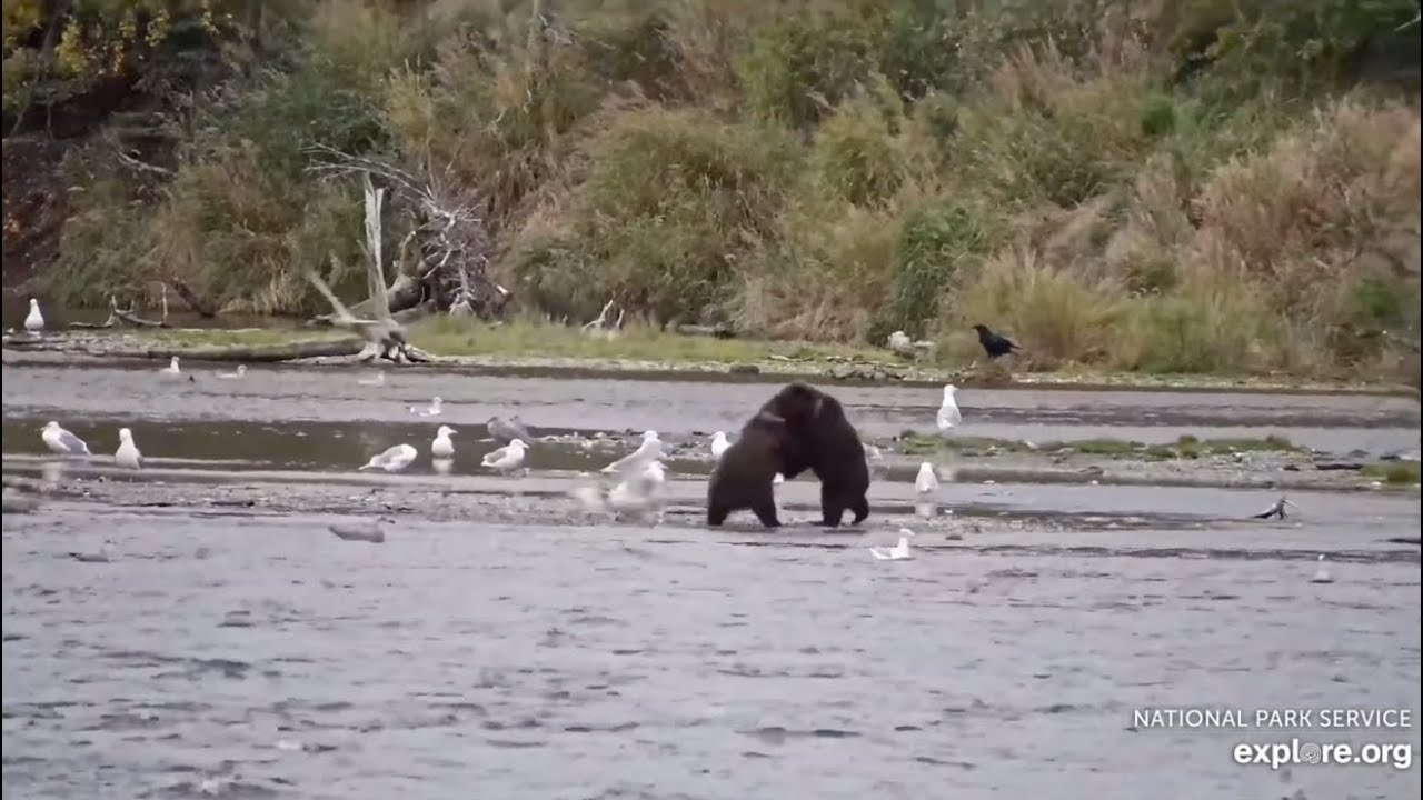 26's Cubs Stop to Wrestle - September 22, 2025 (explore.org)