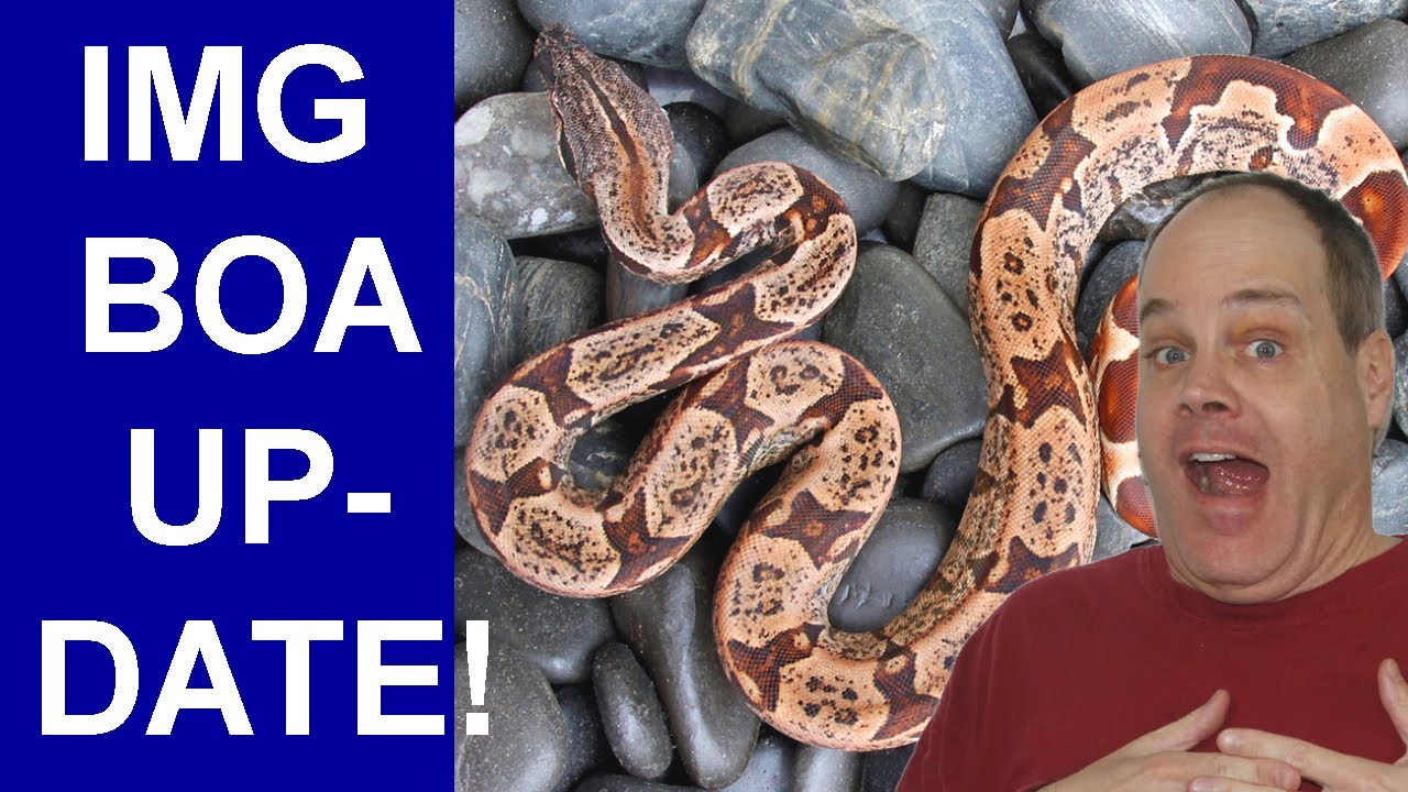 IMG Boa Holdbacks: How are they Developing?