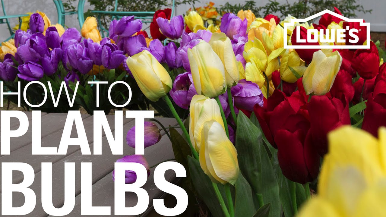 How to Plant Bulbs in the Spring or Fall