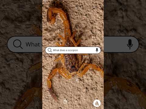 What Does A Scorpion Sting Feel Like?