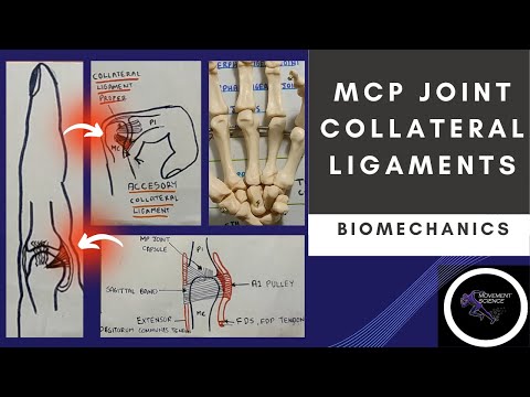 MCP JOINT - COLLATERAL LIGAMENTS ( HAND COMPLEX BIOMECHANICS)Physiotherapy