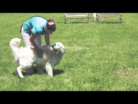 Ultimate Playtime Dog daycare in Indianapolis