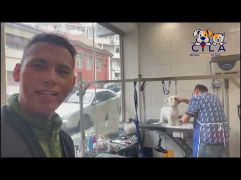 Banhos e Tosquias Domicilio Golden CUCA