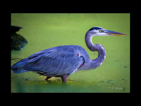 Images from the swamp 4K