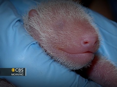 Vibrant, healthy and active panda born at National Zoo