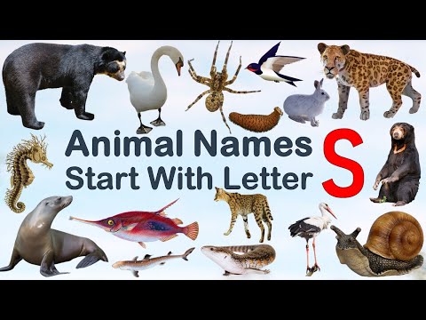 Animal Names starting with Letter S, Spelling, Picture #vocabulary #animals #explore #animalslover