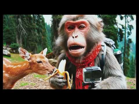 Main a Gaya hun aapka Bablu"Monkey Vlogger in the Mountains | The Funniest Travel Video Ever!"