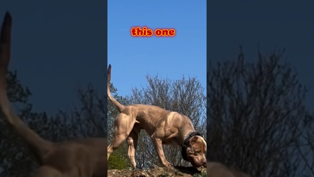 sleepers build with Pitbull