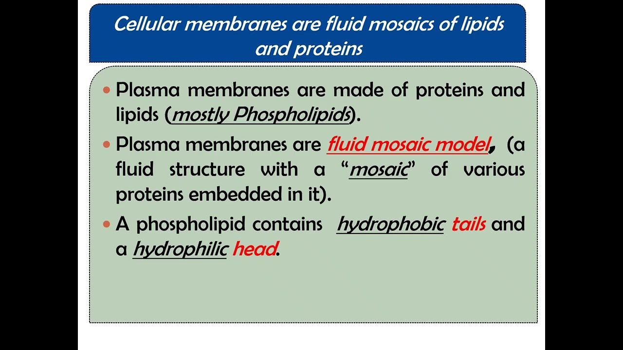 (General Bio- 101) Chapter 4:(Membrane Structure and Function)