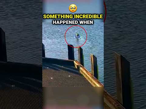 This puppy was stranded on a surfboard but then this happened!????????????